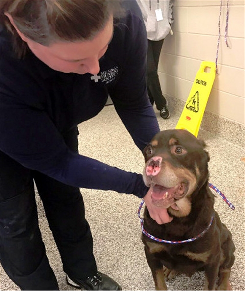 Deadline Detroit | Humane Society Puts $2,500 Bounty on Heartless Fiend ...