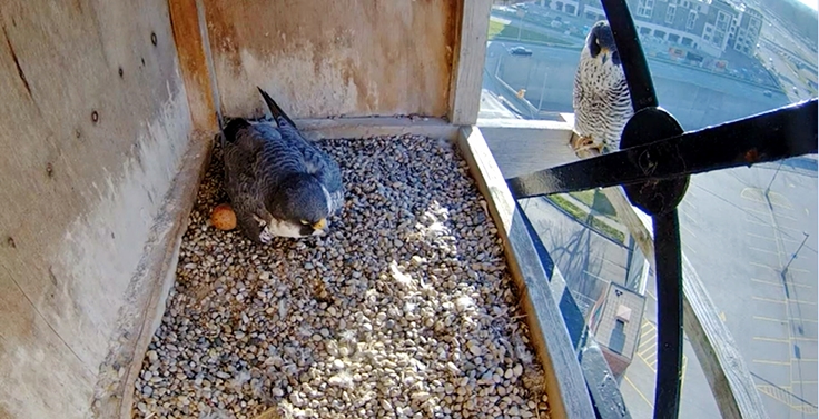 Deadline Detroit | Watch Falcons, Penguins, Otters, Snow Monkeys on ...