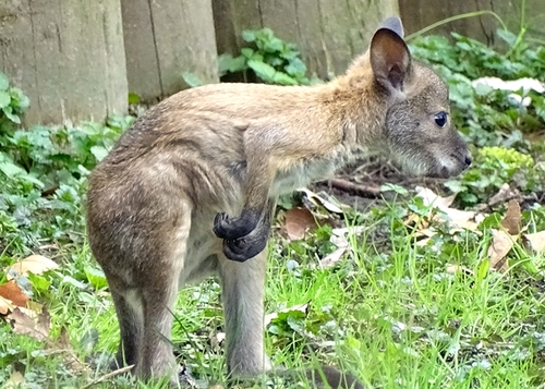 Deadline Detroit | Detroit Zoo staff 'devastated' by mysterious death ...