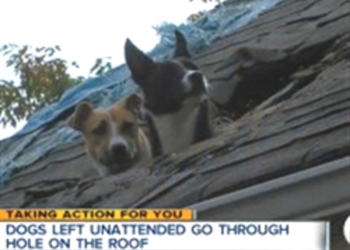 Deadline Detroit | Update: Stray Dogs on Detroit Roof Gone When ...