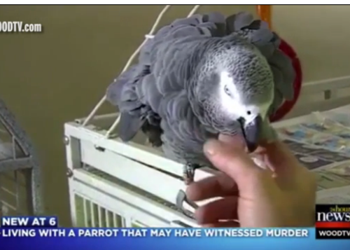 Deadline Detroit | A Winged Witness? Pet Parrot May Be Repeating Slain ...