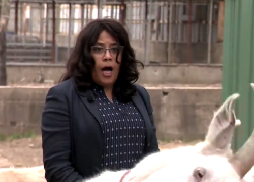 Deadline Detroit | Video: Acrobatic Goat Has WDIV's Paula Tutman Gaping ...