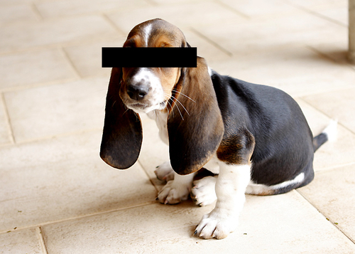 Deadline Detroit | A-rooo, Me Too! Flash the Basset Hound in 'Witness ...