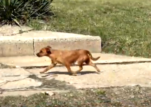 Deadline Detroit | Video: Watch Tiny Stray Dog Lead Rescuers On An Epic ...