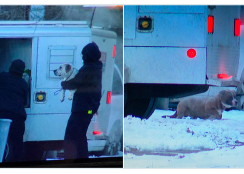 Deadline Detroit | Detroit boy critically injured in dog mauling