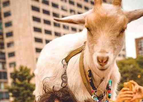 Deadline Detroit | Detroit Goat Man's Search for Missing Goat Comes to ...