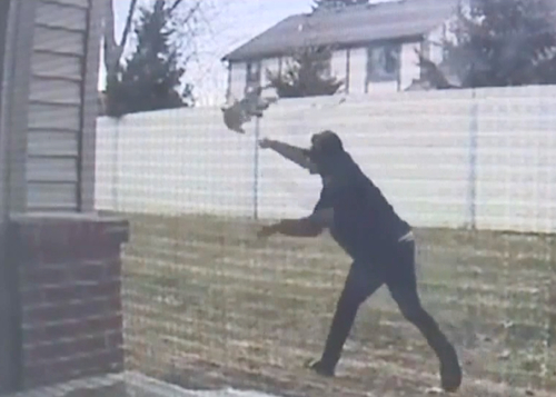 Deadline Detroit | Macomb man arrested for repeatedly throwing puppy Deadline Detroit | Macomb man arrested for repeatedly throwing puppy