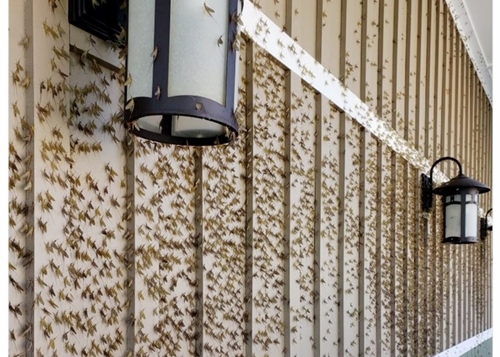 Deadline Detroit | Winged Invasion: Mayfly Swarms on Radar Seem Like a ...