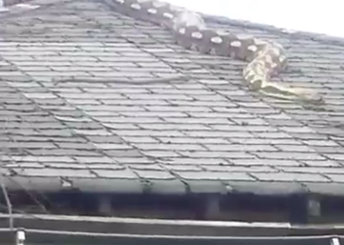 Deadline Detroit | The 18-foot snake on the roof, or just another ...