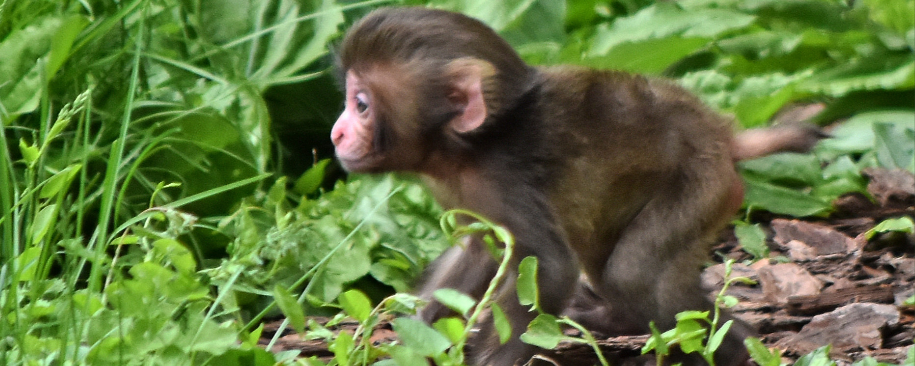Deadline Detroit | Video and gallery: 3-week-old Detroit Zoo 'snow ...